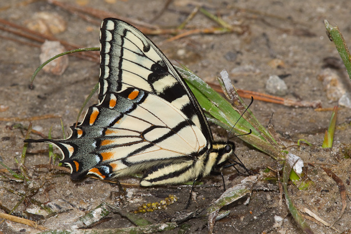 Eastern Tiger Swallowtail (Papilio glaucus)