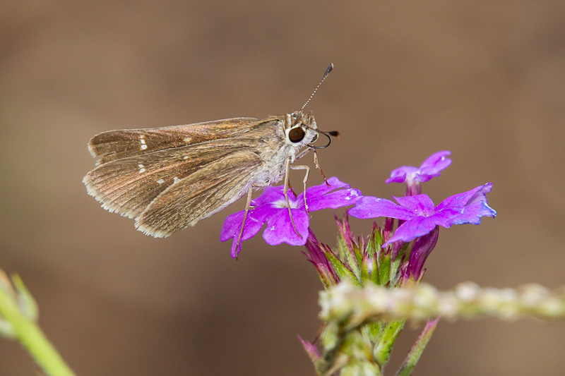 Eufala Skipper (Lerodea eufala)