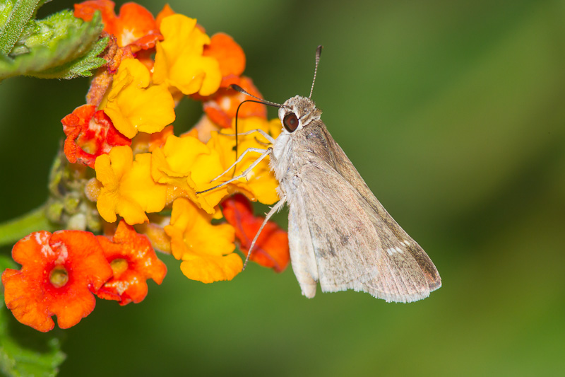 Eufala Skipper (Lerodea eufala)