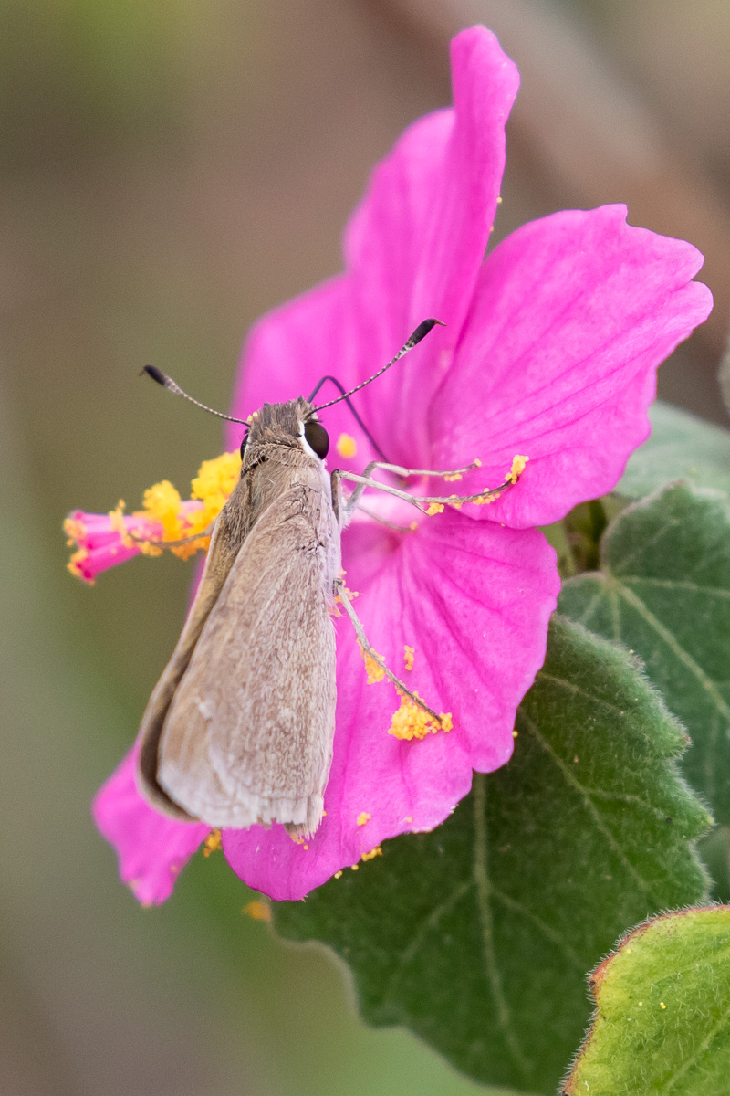 Eufala Skipper (Lerodea eufala)