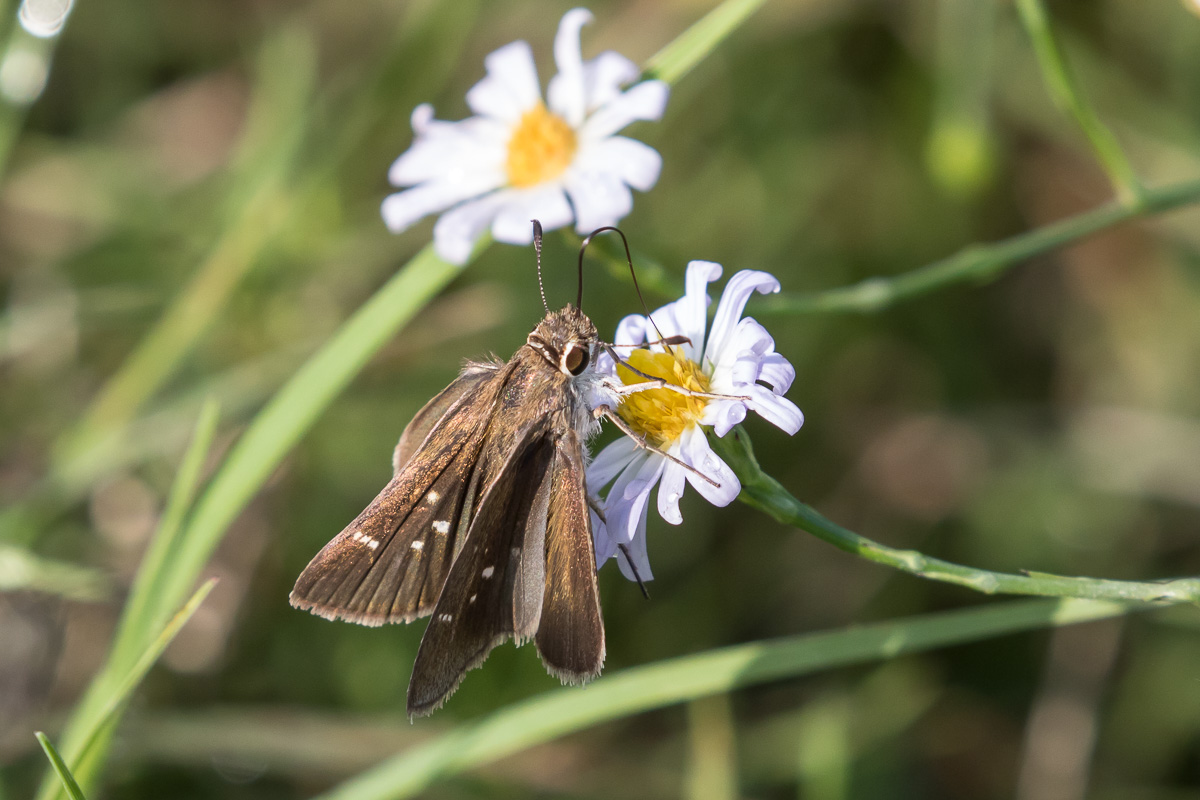 Eufala Skipper (Lerodea eufala)