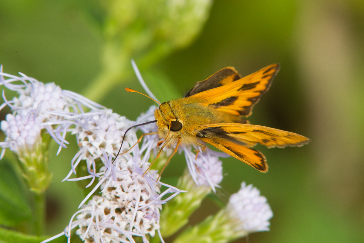 Fiery Skipper (Hylephila phyleus)