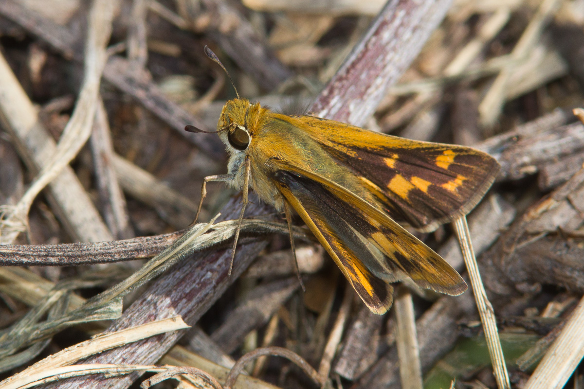 Fiery Skipper (Hylephila phyleus)
