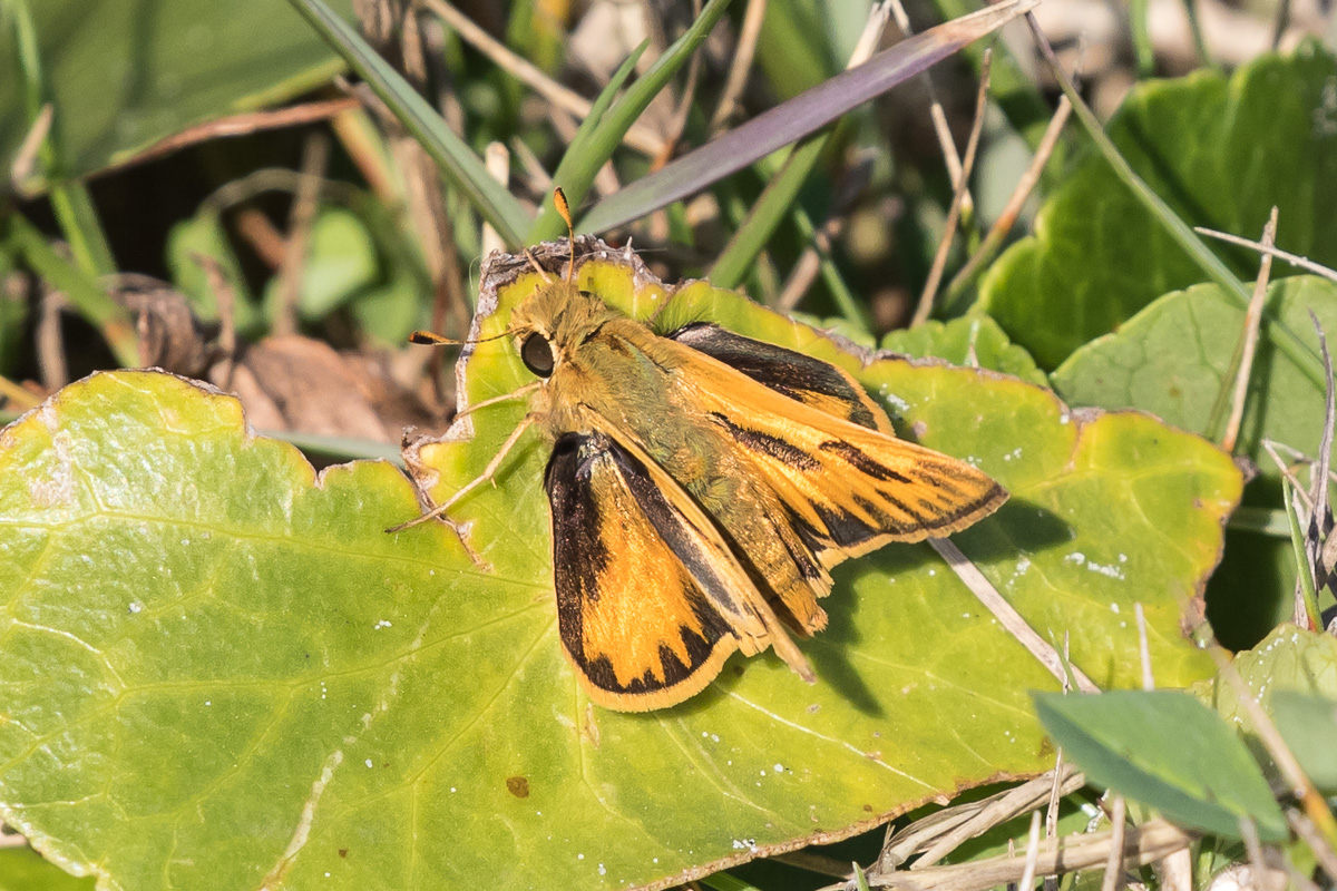 Fiery Skipper (Hylephila phyleus)