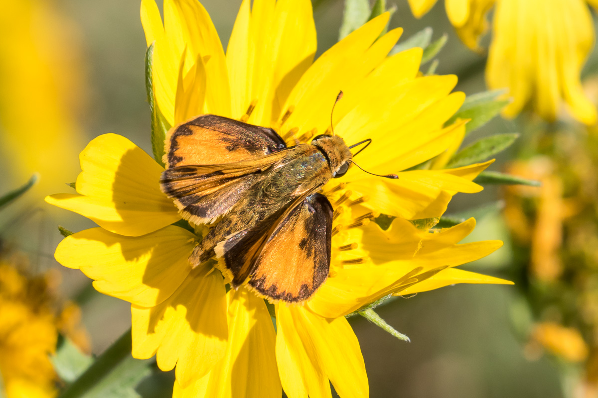 Fiery Skipper (Hylephila phyleus)