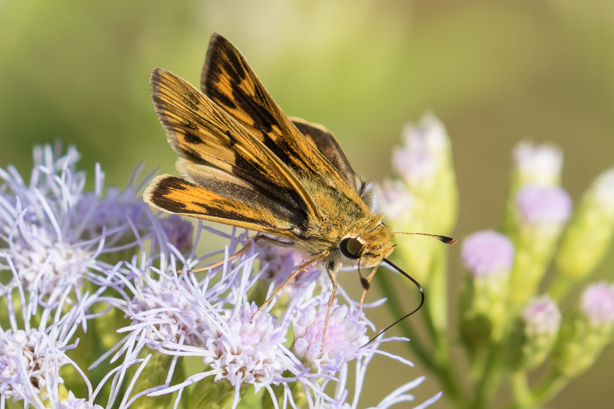 Fiery Skipper (Hylephila phyleus)