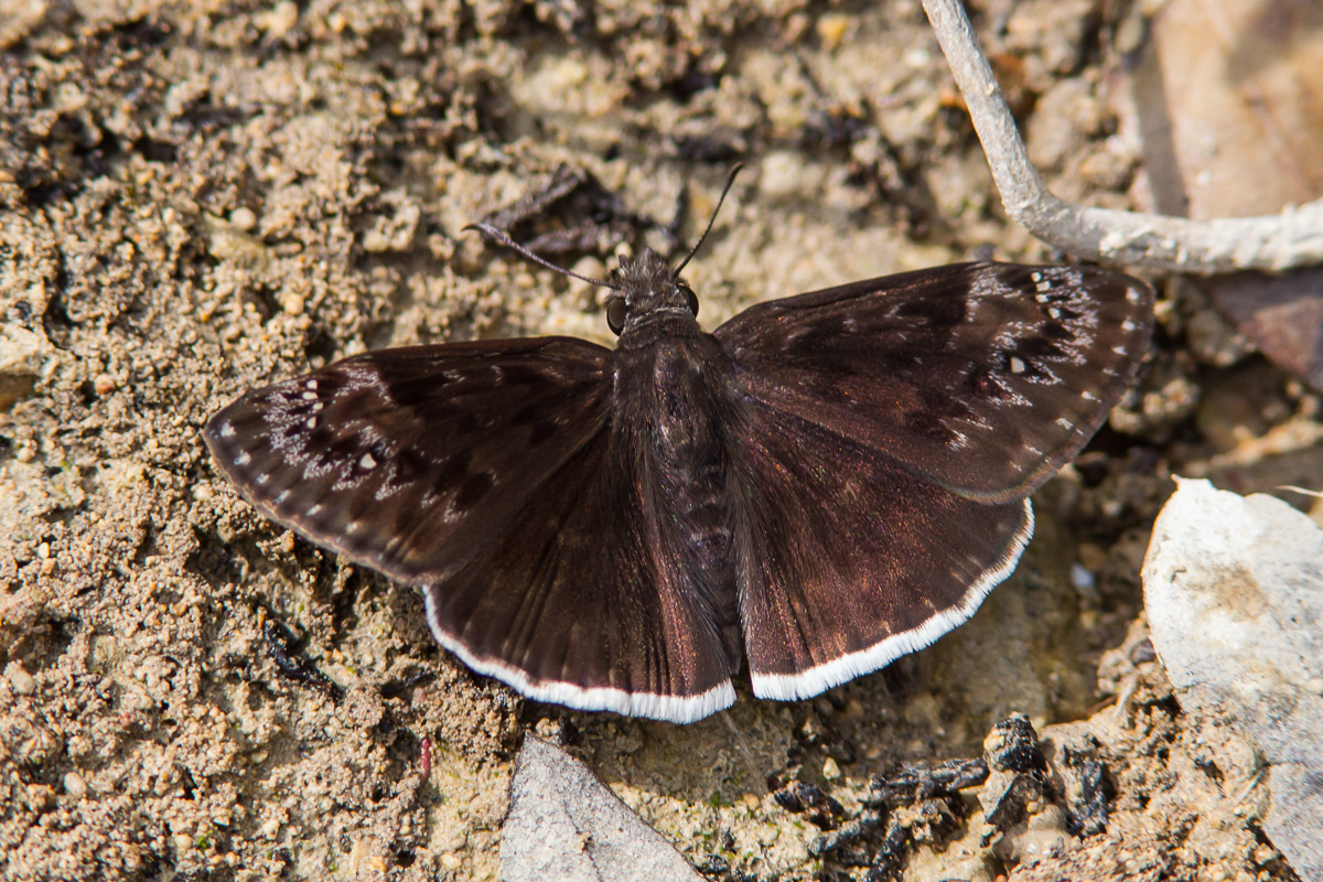 Funereal Duskywing (Erynnis funeralis)