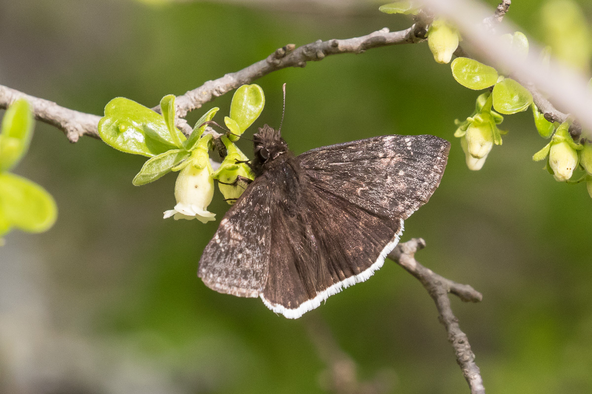 Funereal Duskywing (Erynnis funeralis)