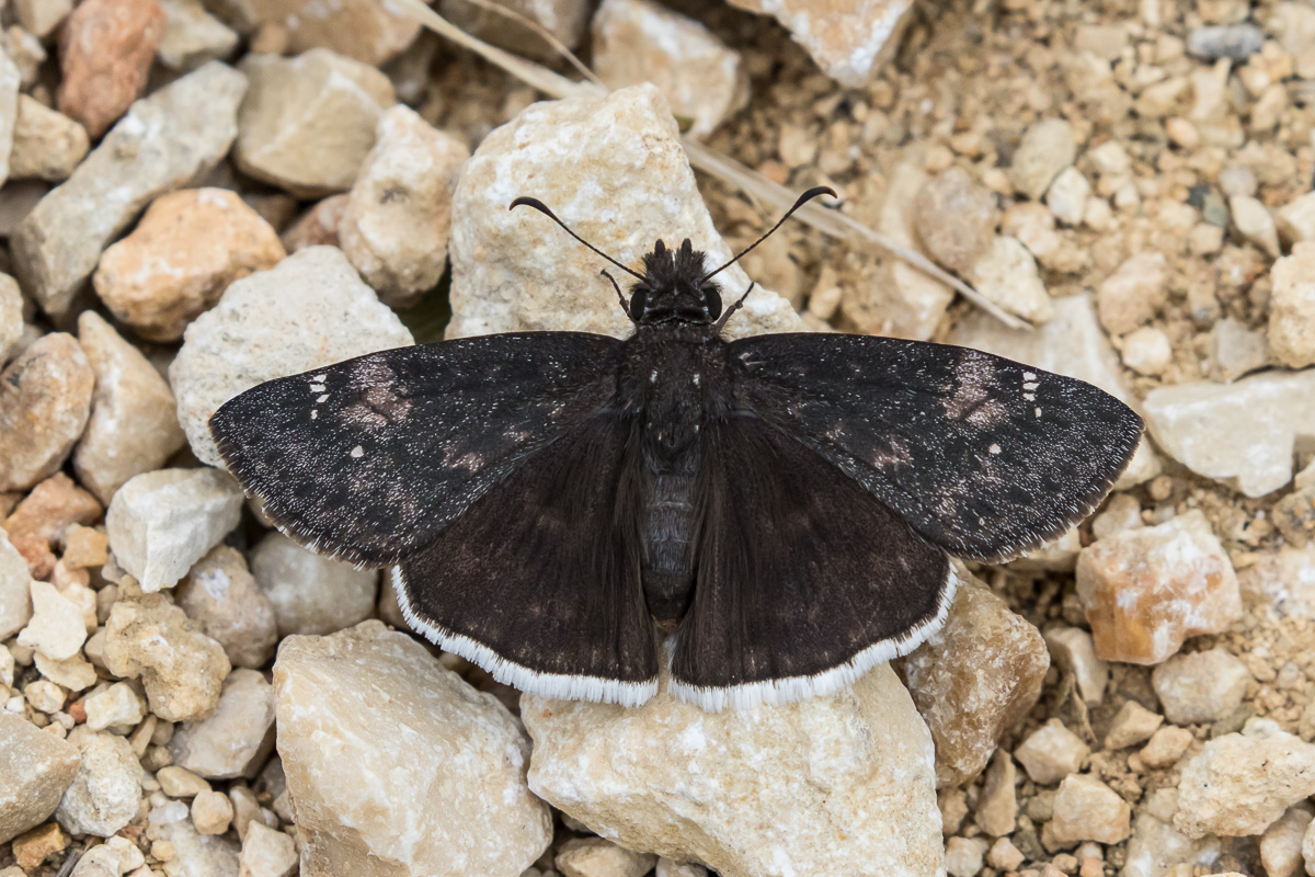 Funereal Duskywing (Erynnis funeralis)