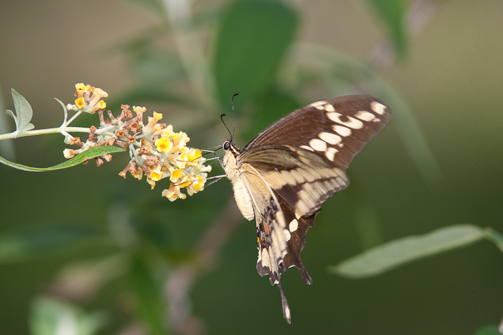 Giant Swallowtail (Papilio cresphontes)