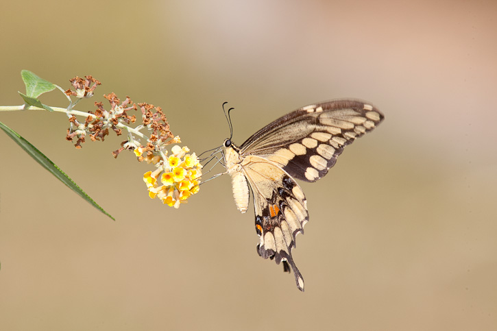 Giant Swallowtail (Papilio cresphontes)