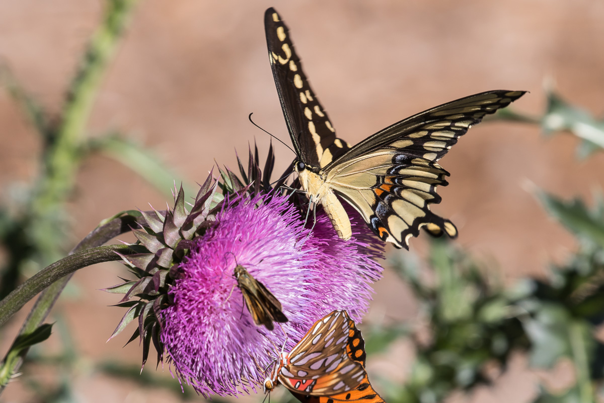 Giant Swallowtail (Papilio cresphontes)
