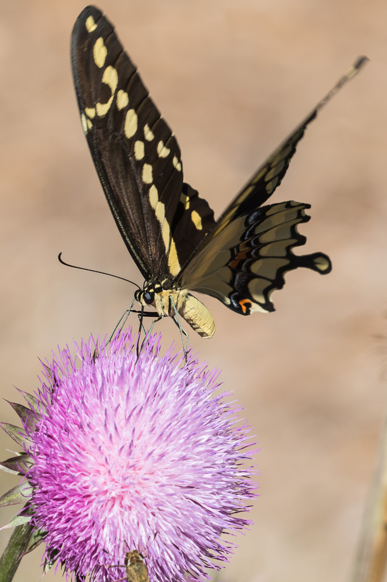 Giant Swallowtail (Papilio cresphontes)