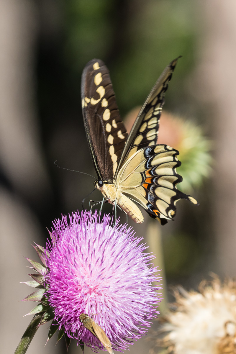 Giant Swallowtail (Papilio cresphontes)