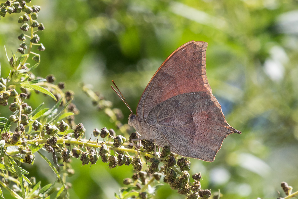 Goatweed Leafwing (Anaea andria)