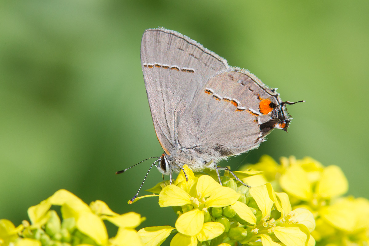 Gray Hairstreak (Strymon melinus)