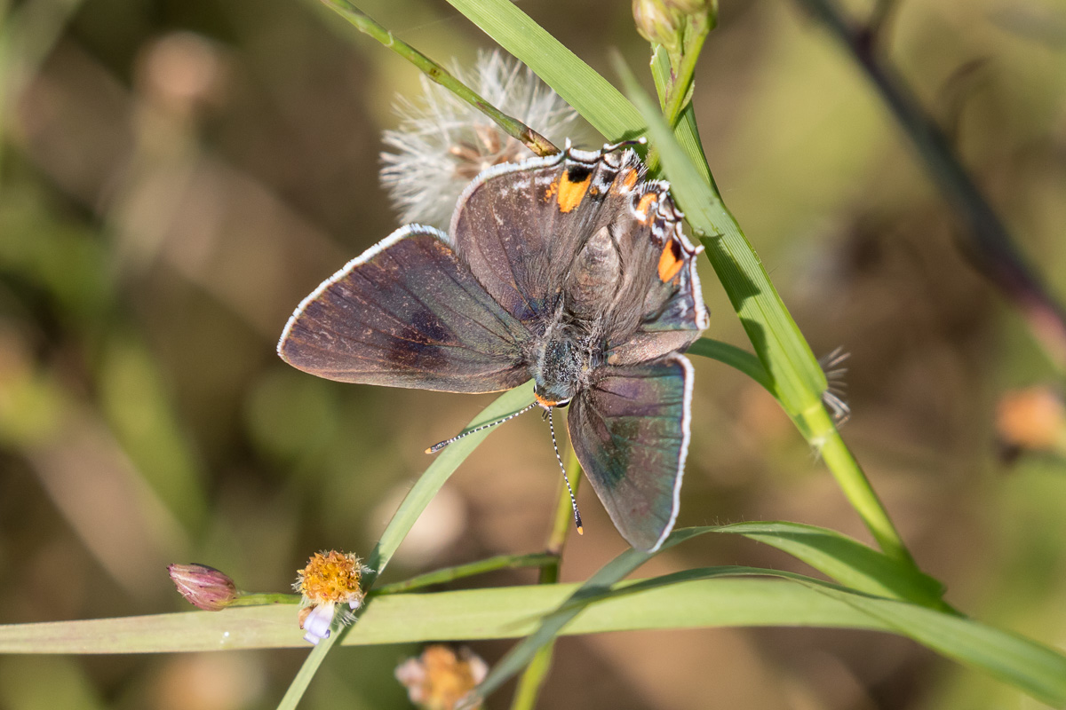 Gray Hairstreak (Strymon melinus)