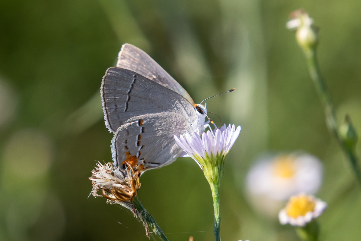 Gray Hairstreak (Strymon melinus)