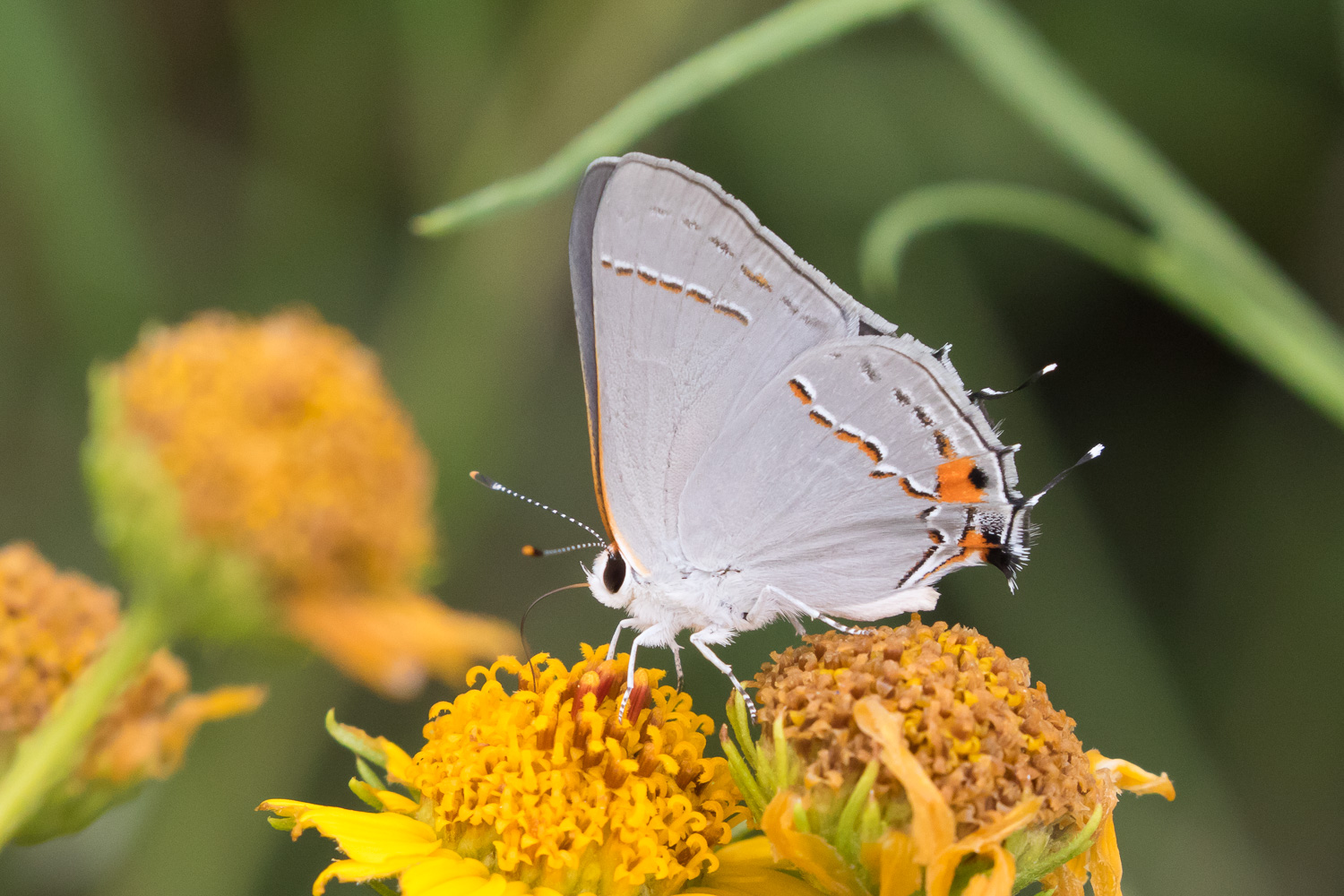 Gray Hairstreak (Strymon melinus)