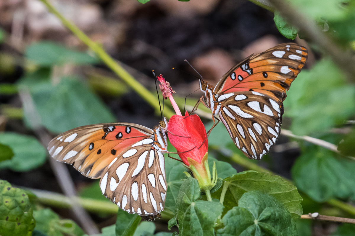 Gulf Fritillary (Atlides vanillae)