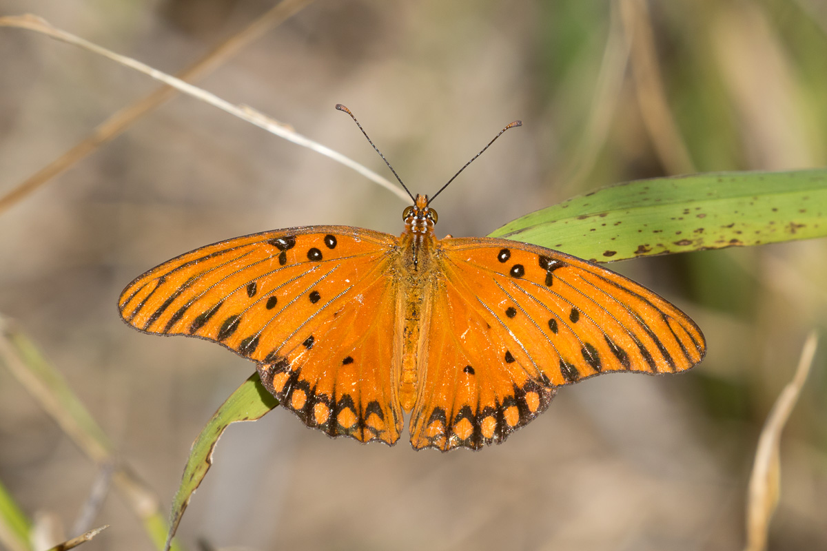 Gulf Fritillary (Atlides vanillae)