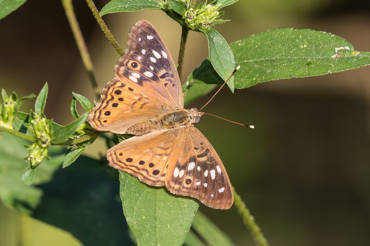 Hackberry Emperor (Asterocampa celtis)