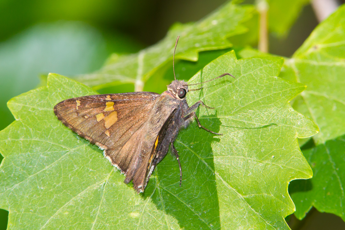 Hoary Edge (Achalarus lyciades)