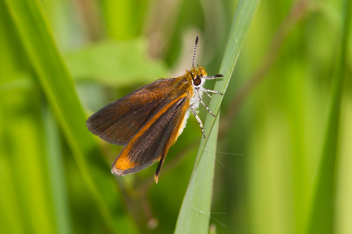 Least Skipper (Ancyloxypha numitor)