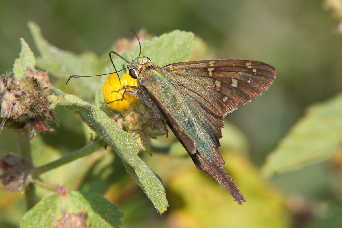 Long-tailed Skipper (Urbanus proteus)