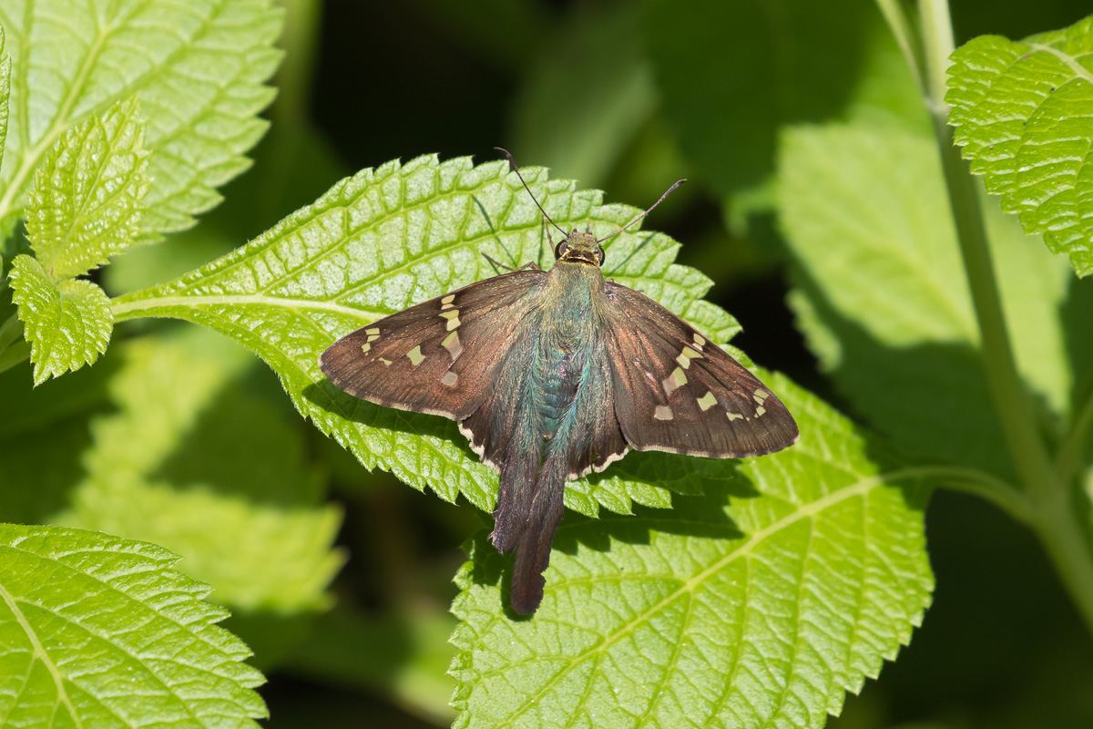 Long-tailed Skipper (Urbanus proteus)