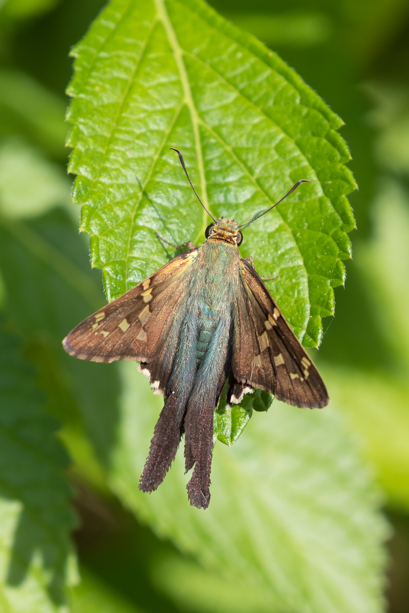 Long-tailed Skipper (Urbanus proteus)