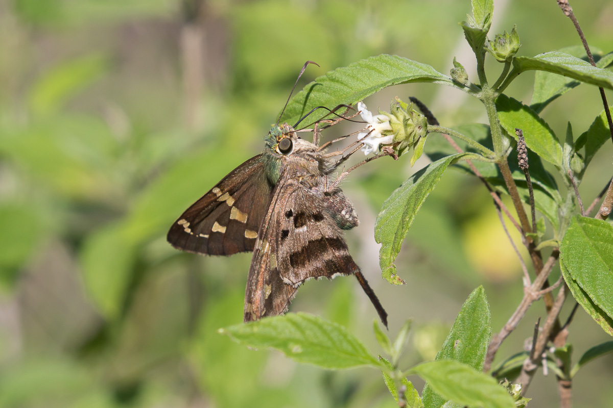 Long-tailed Skipper (Urbanus proteus)