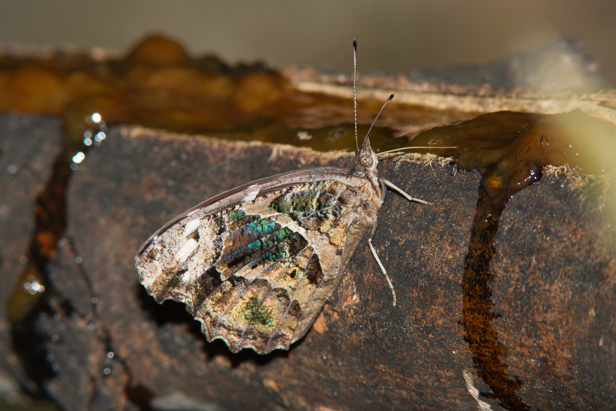 Mexican Bluewing (Myscelia ethusa)
