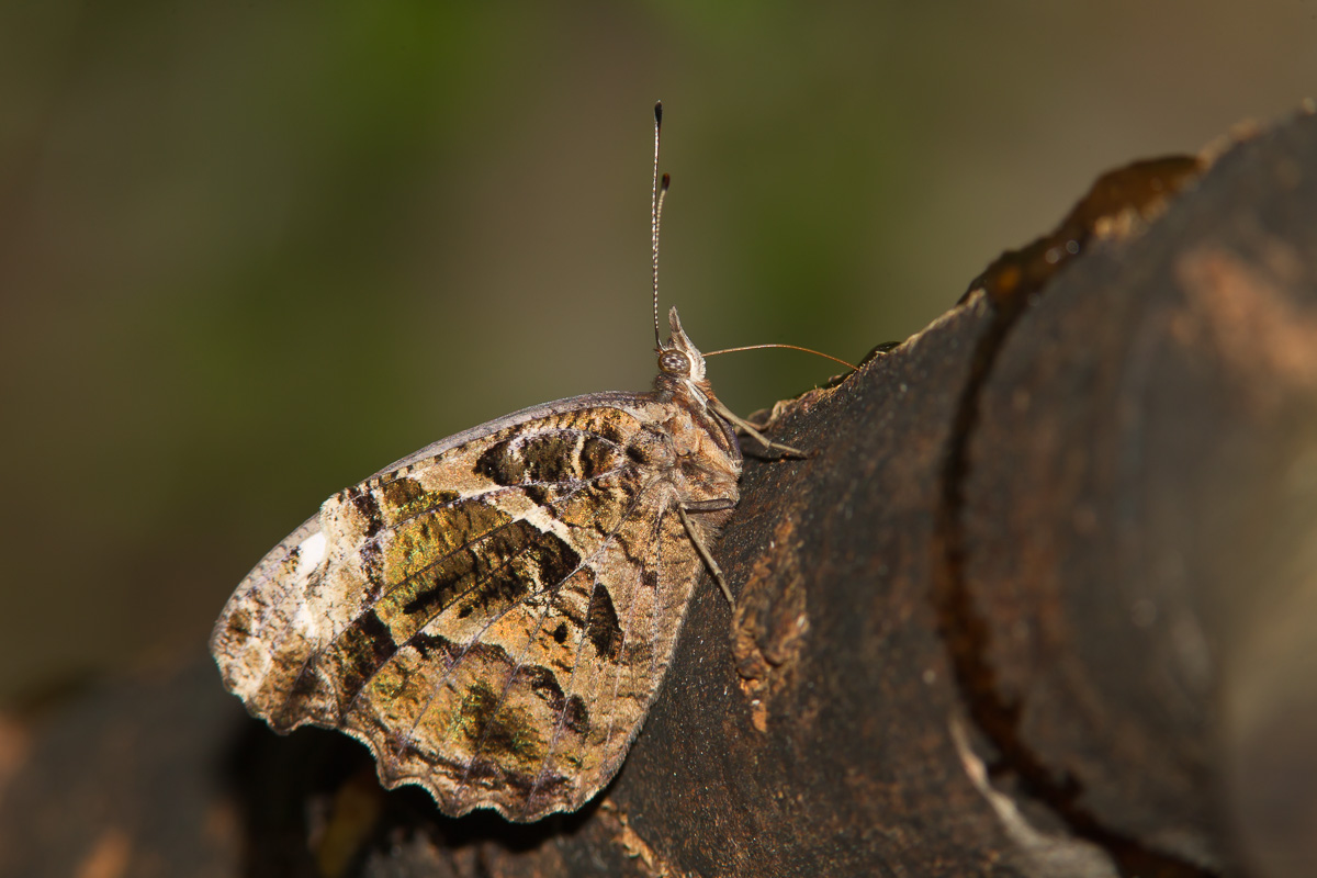 Mexican Bluewing (Myscelia ethusa)
