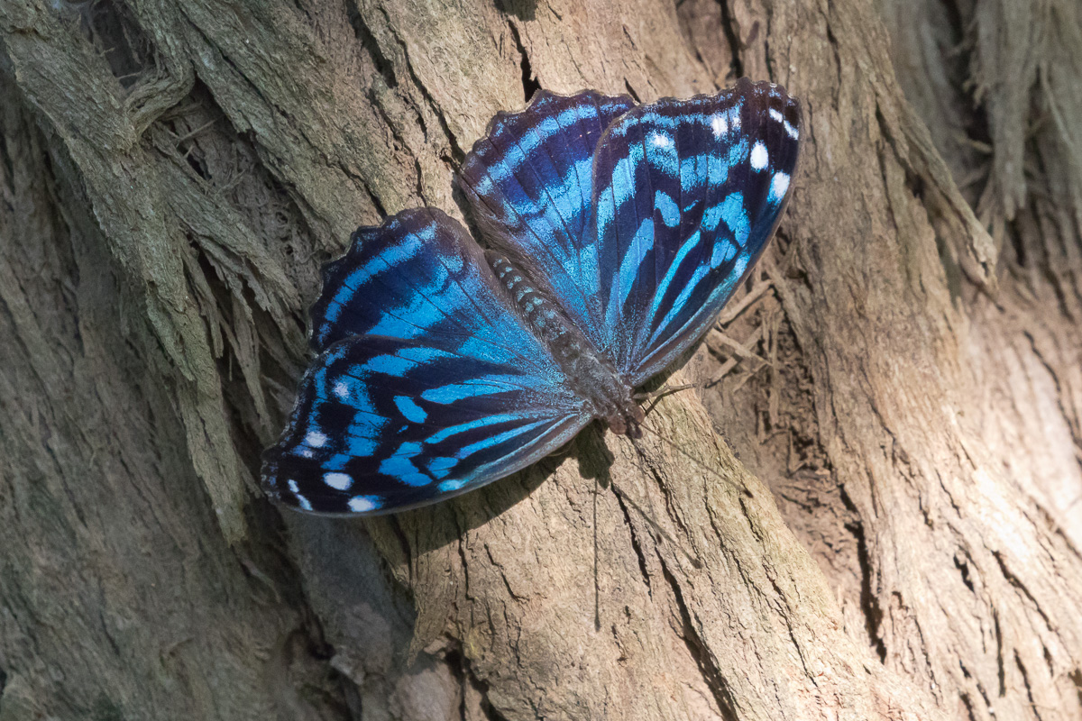 Mexican Bluewing (Myscelia ethusa)