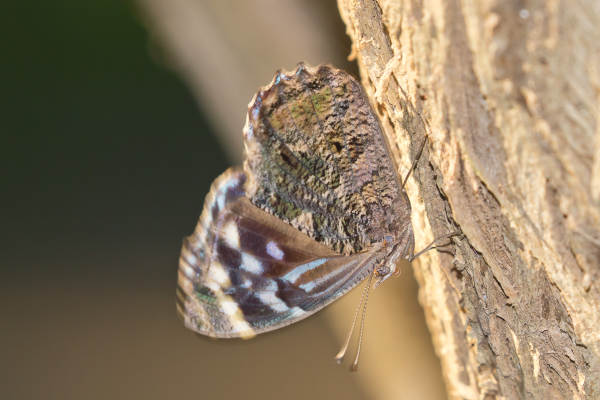 Mexican Bluewing (Myscelia ethusa)