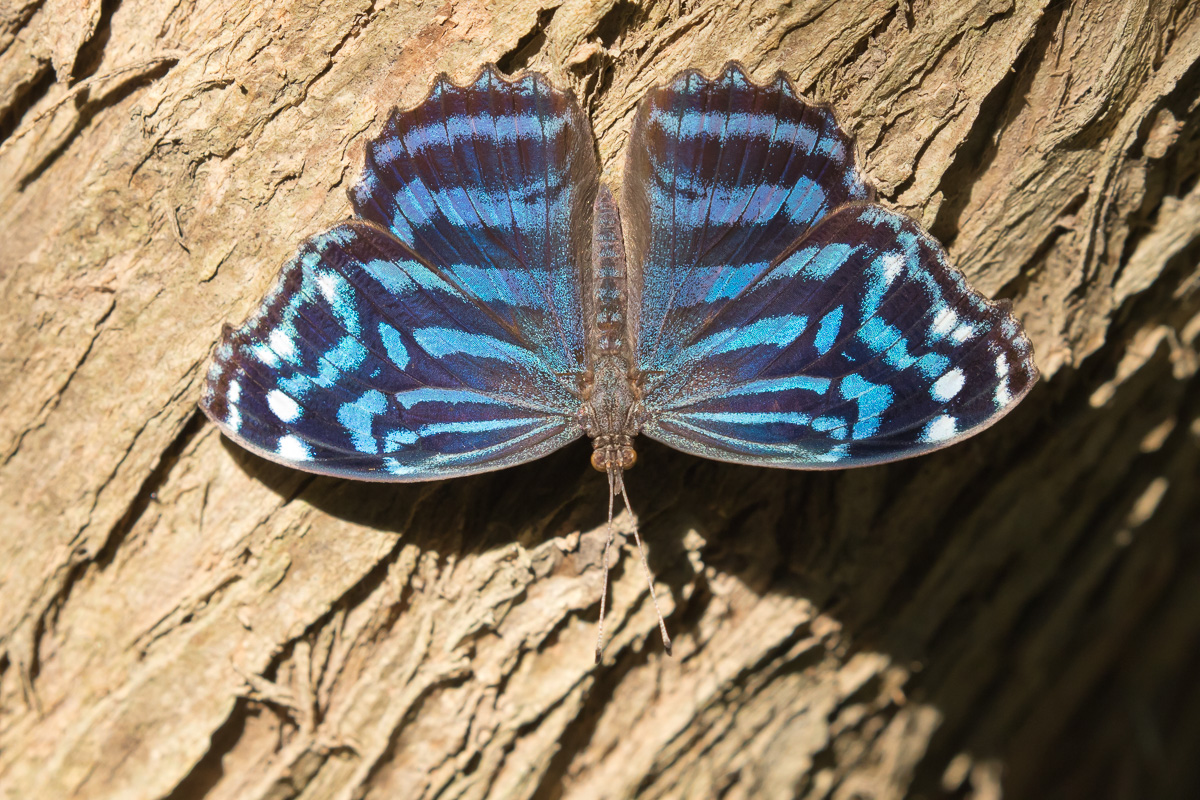 Mexican Bluewing (Myscelia ethusa)
