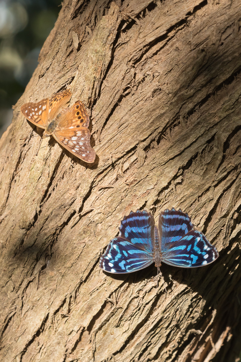 Mexican Bluewing (Myscelia ethusa)