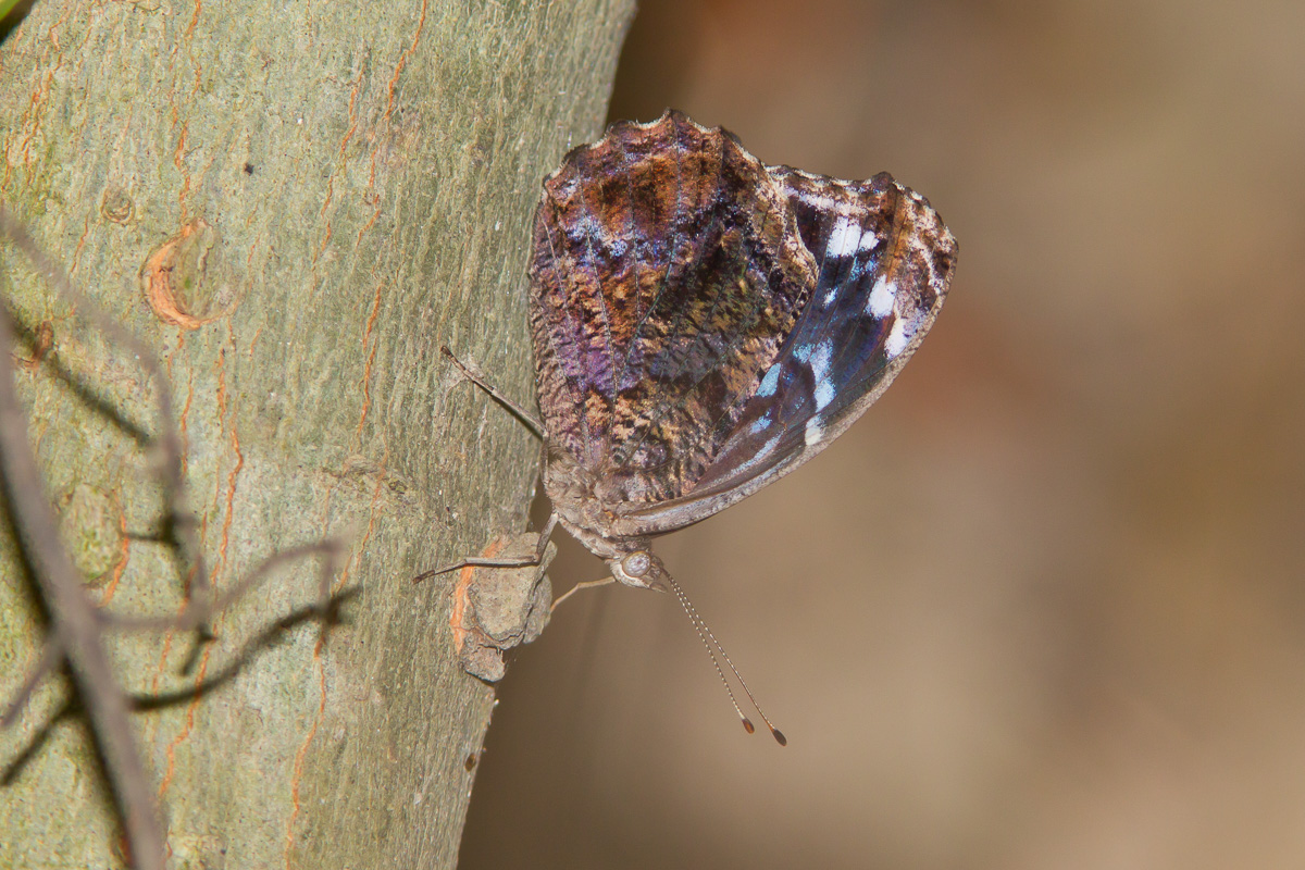 Mexican Bluewing (Myscelia ethusa)