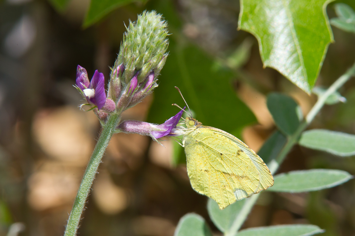 Mexican Yellow (Eurema mexicana)