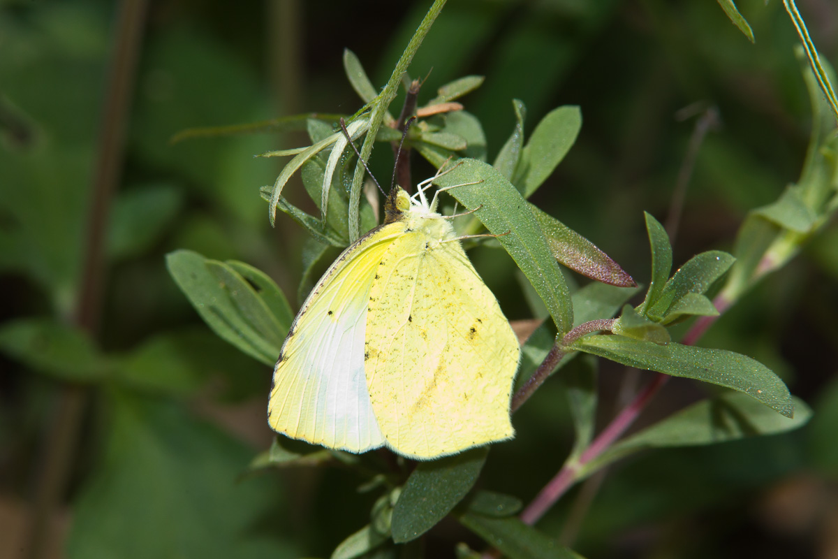 Mexican Yellow (Eurema mexicana)