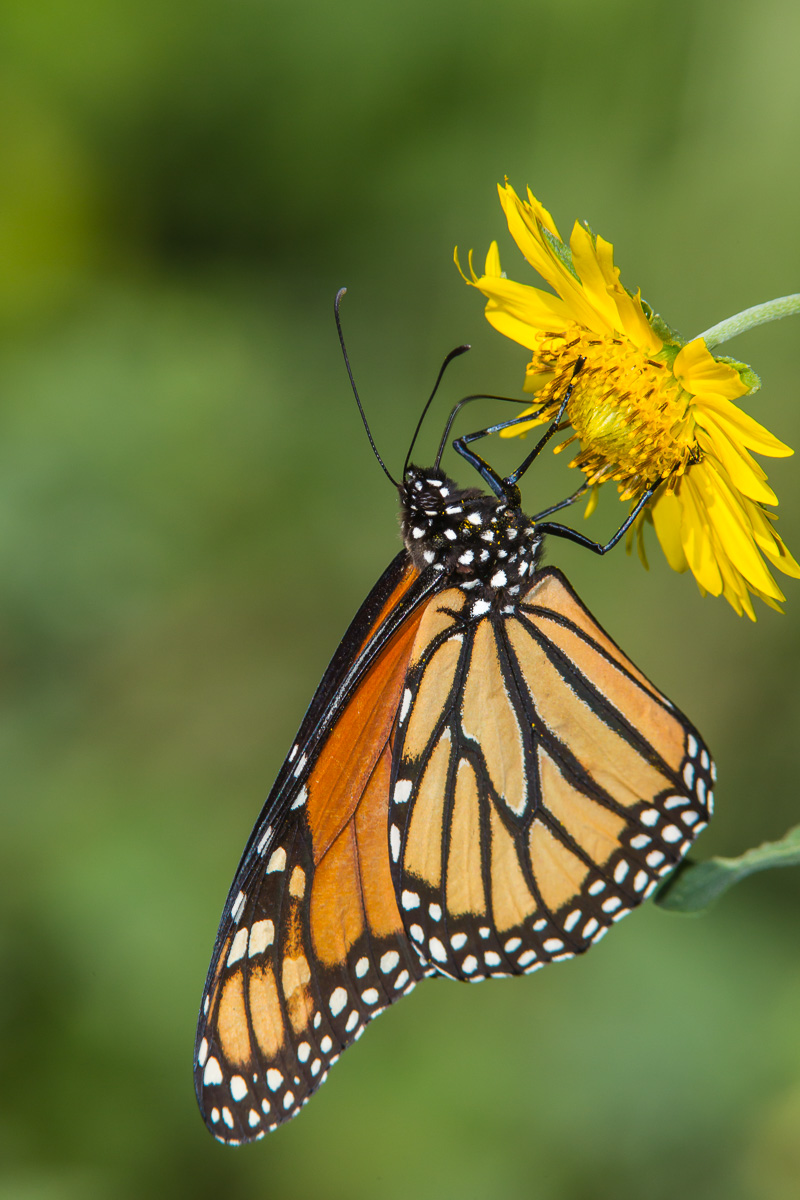 Monarch (Danaus plexippus)