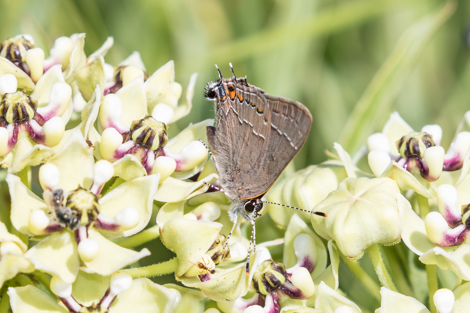 Oak Hairstreak (Satyrium favonius)