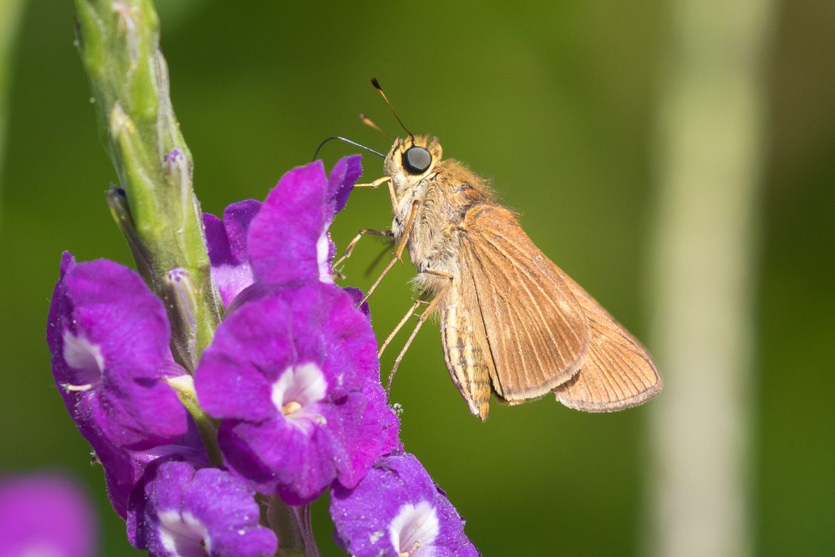 Ocola Skipper (Panoquina ocola)