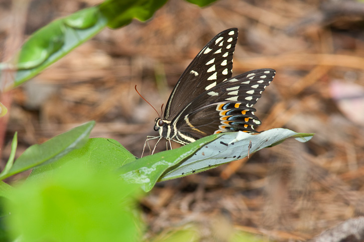 Palamedes Swallowtail (Papilio palamedes)