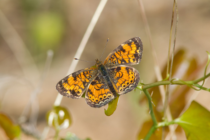 Pearl Crescent (Phyciodes tharos)