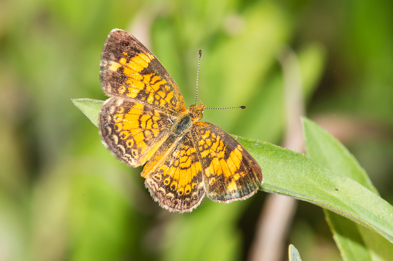 Pearl Crescent (Phyciodes tharos)
