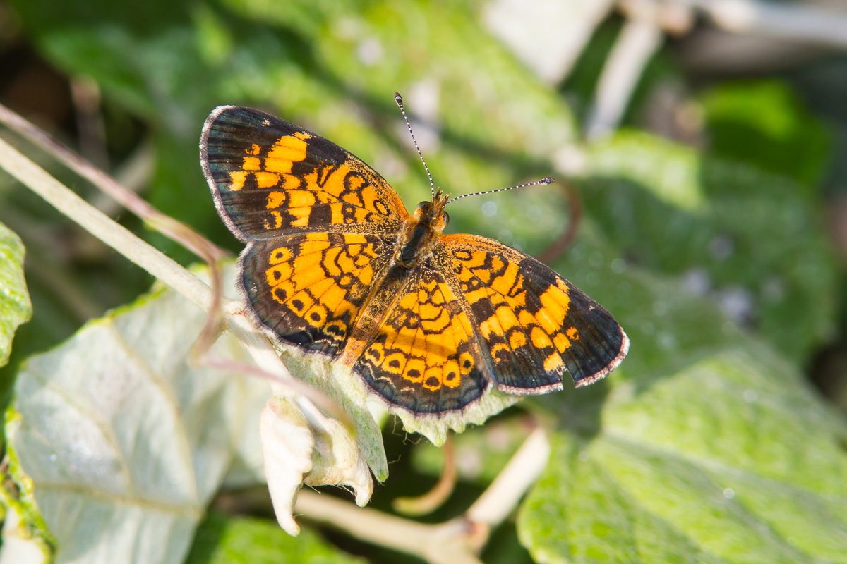 Pearl Crescent (Phyciodes tharos)
