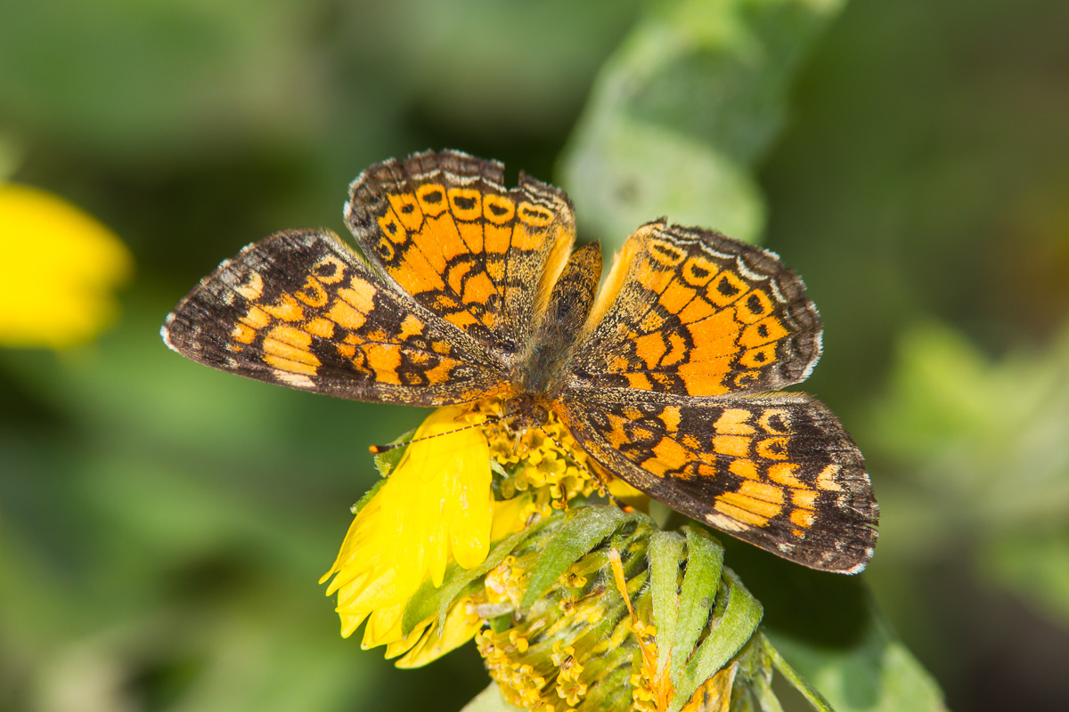 Pearl Crescent (Phyciodes tharos)