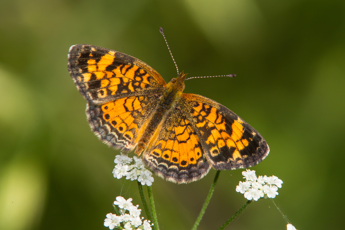 Pearl Crescent (Phyciodes tharos)
